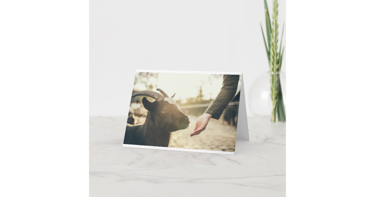 Goats and Goats and Goats (21) Card | Zazzle