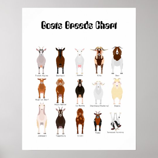 Goats Breeds poster | Zazzle.com