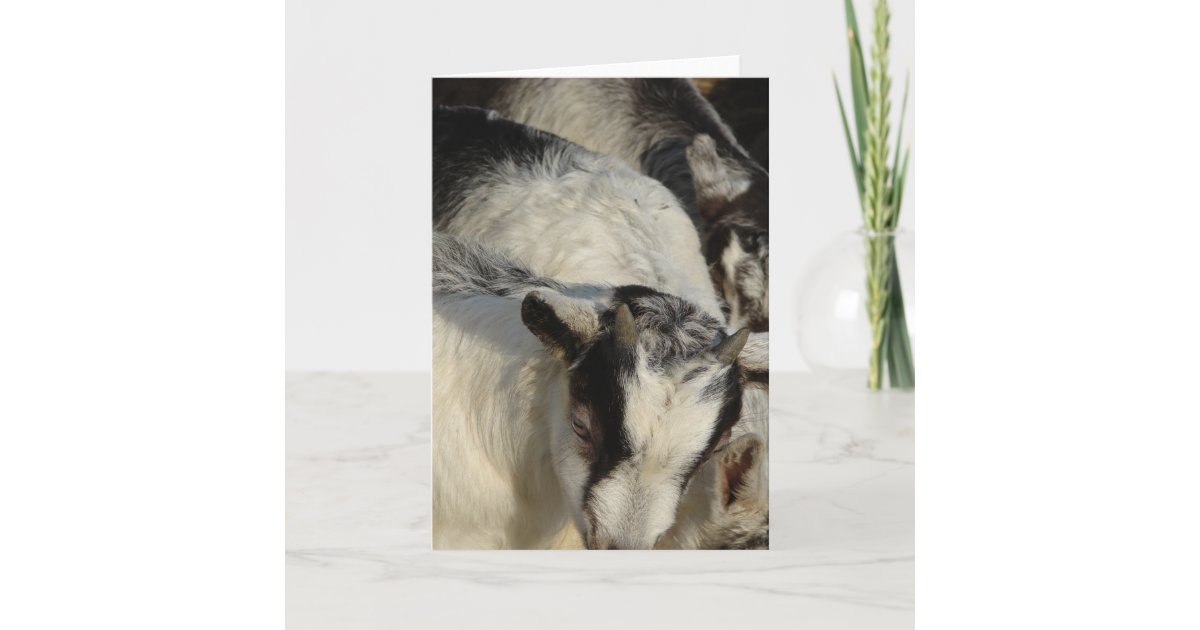 Goats, Goats, and More Goats Card | Zazzle