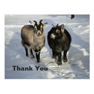 Goat Gifts on Zazzle