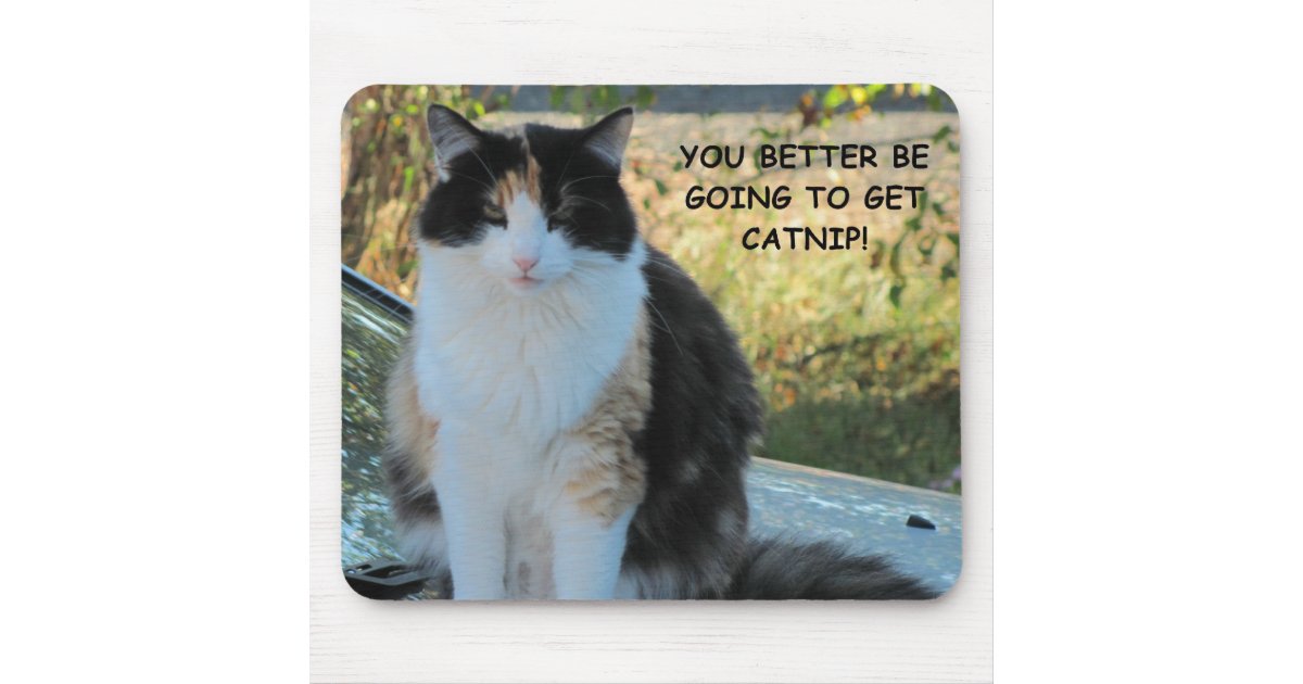 Going to the Store? Funny Cat Meme Mouse Pad | Zazzle
