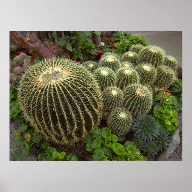 GOLDEN BARREL CACTI POSTER | Zazzle