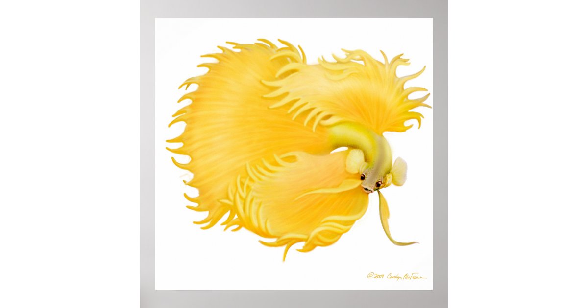 Golden Betta Fish Poster | Zazzle