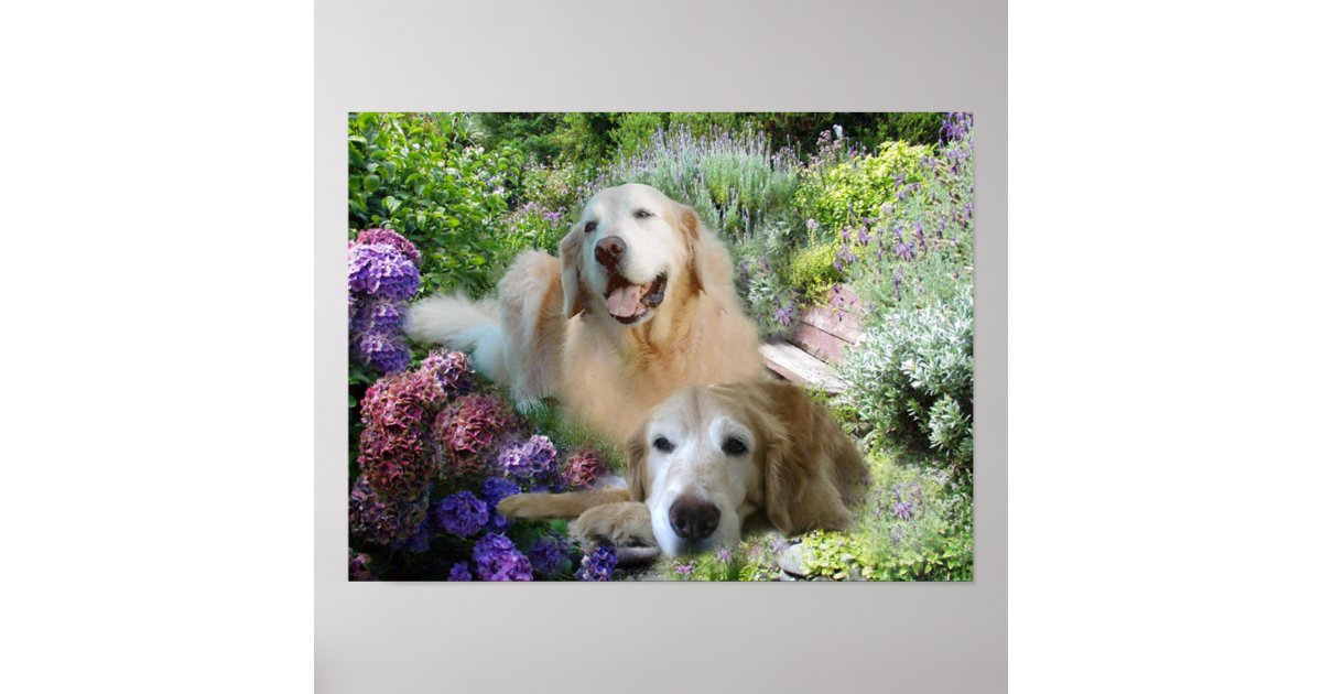 Golden Buddies Poster | Zazzle