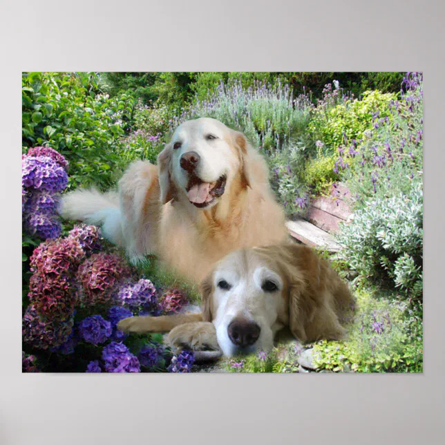 Golden Buddies Poster | Zazzle