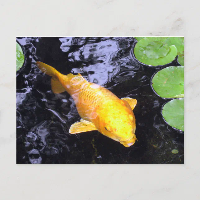 Golden Koi Fish Photo Postcard | Zazzle