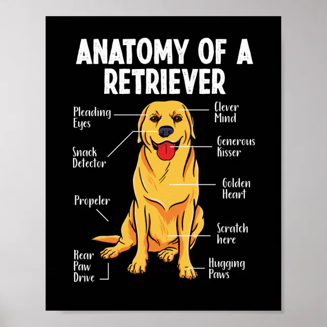 Golden Labrador Retriever Anatomy of A Retriever Poster | Zazzle