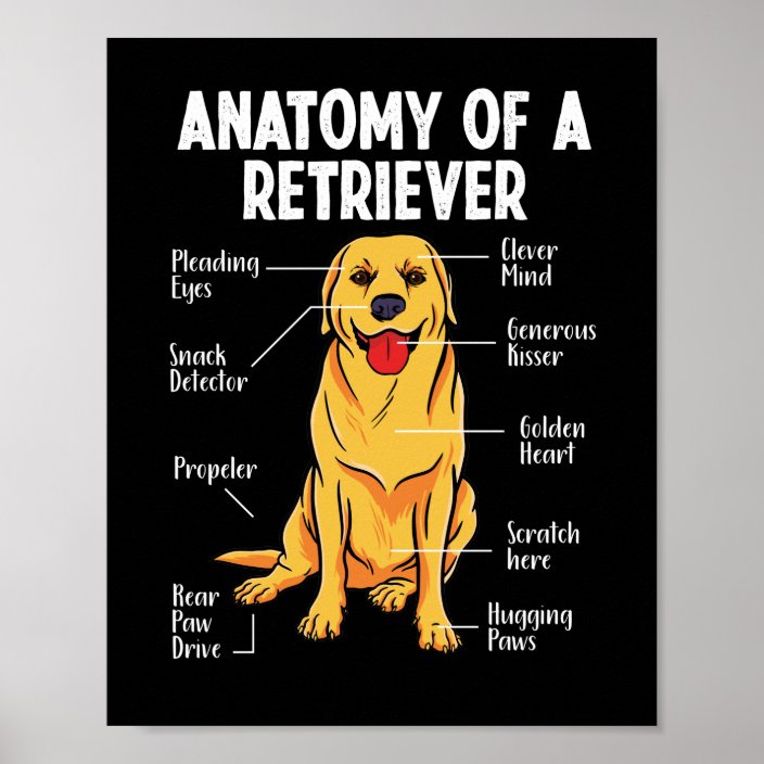 Golden Labrador Retriever Anatomy of A Retriever Poster | Zazzle.com