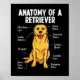 Golden Labrador Retriever Anatomy of A Retriever Poster | Zazzle