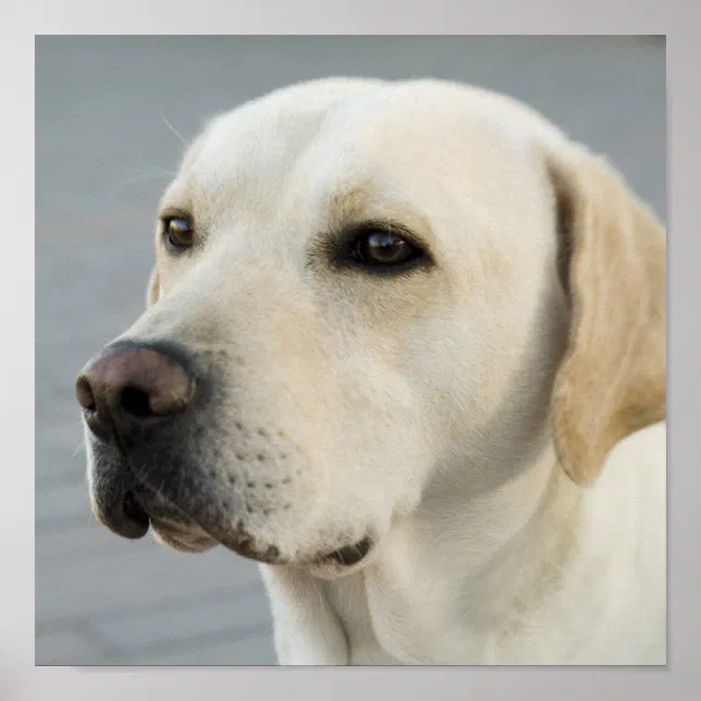 Golden Labrador Retriever Photograph Poster | Zazzle