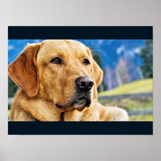 Golden Labrador Retriever Poster | Zazzle.com