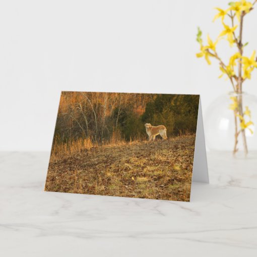 Golden Light Sympathy Card | Zazzle