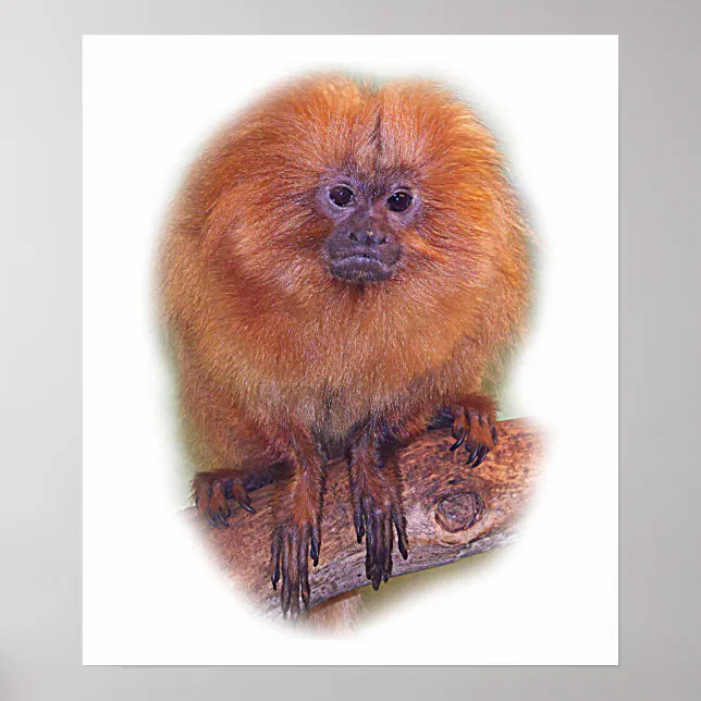 Golden Lion Tamarin, Golden Marmoset Monkey Brazil Poster | Zazzle