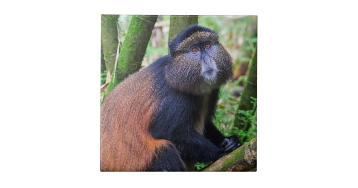 Golden Monkey, Rwanda Ceramic Tile | Zazzle