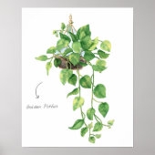 Golden Pothos Poster | Zazzle