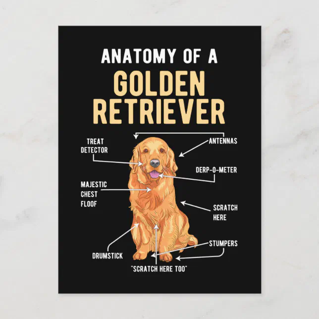 Golden Retriever Anatomy Funny Dog Postcard | Zazzle