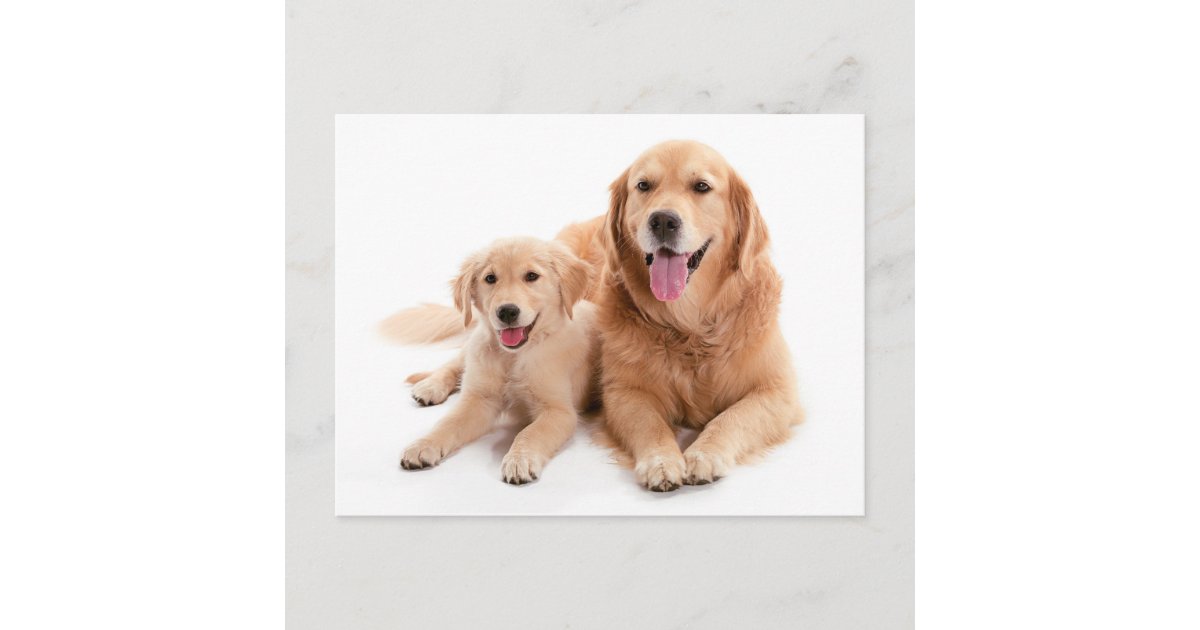 Golden Retriever Buddies Postcard | Zazzle