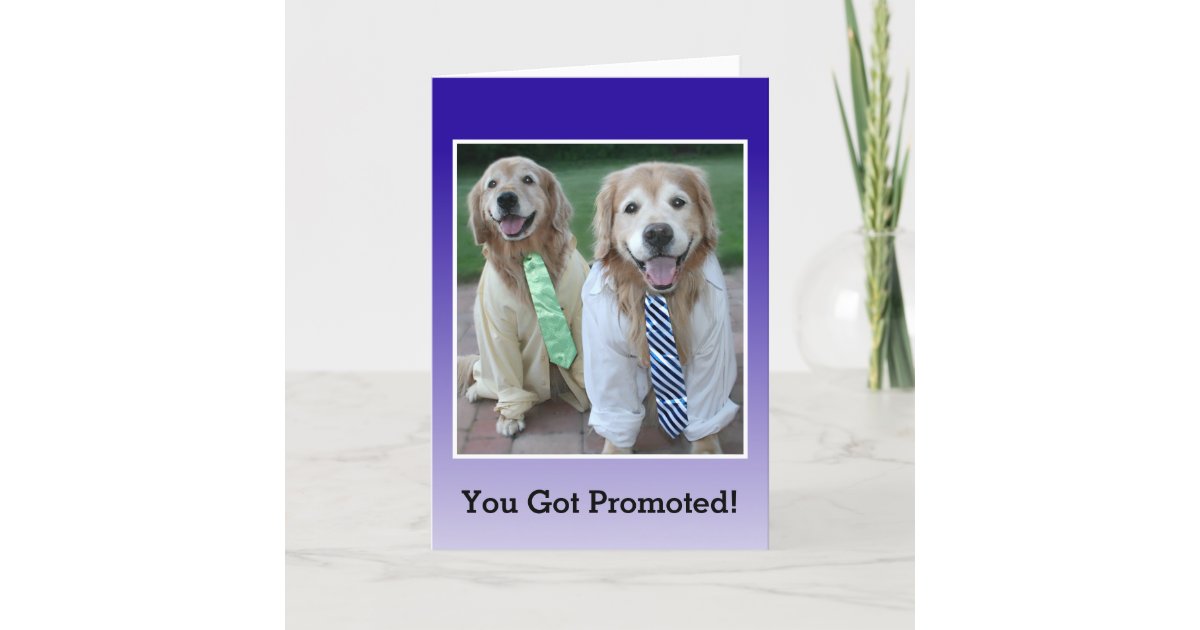 Golden Retriever Congratulations on Your Promotion Card | Zazzle.com