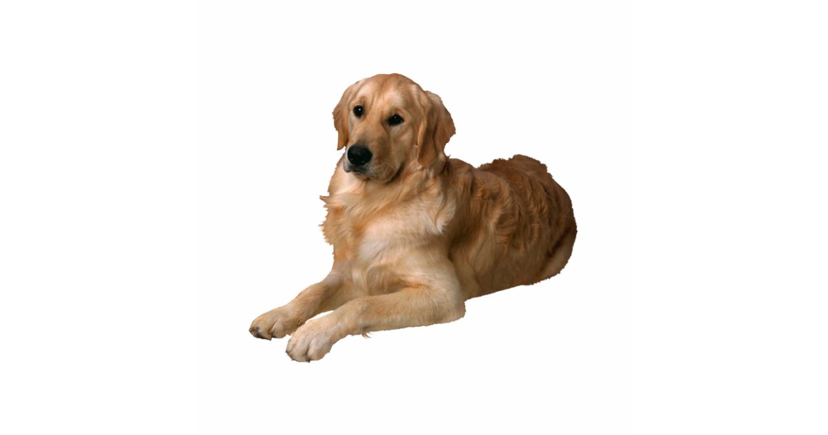 Golden Retriever Cutout | Zazzle