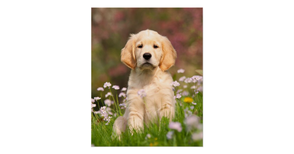 Golden Retriever Dog Cute Goldie Puppy, Photo Poster | Zazzle