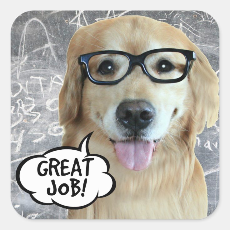 Golden Retriever Dog Great Job Teacher Reward Square Sticker | Zazzle