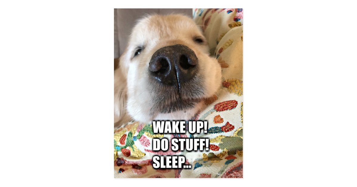 Golden Retriever Dog Motivational Meme Postcard | Zazzle.com