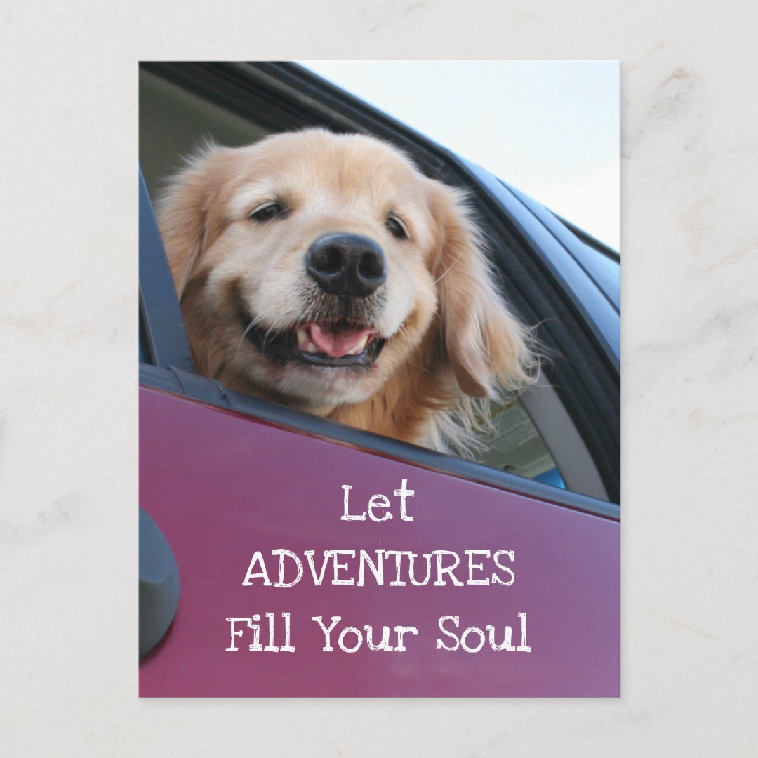 Golden Retriever Dog Safe Travel Adventures Postcard | Zazzle