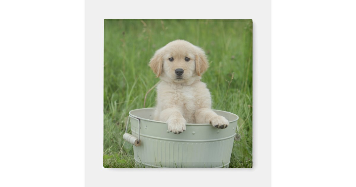 Golden Retriever In Wash Basin Magnet | Zazzle