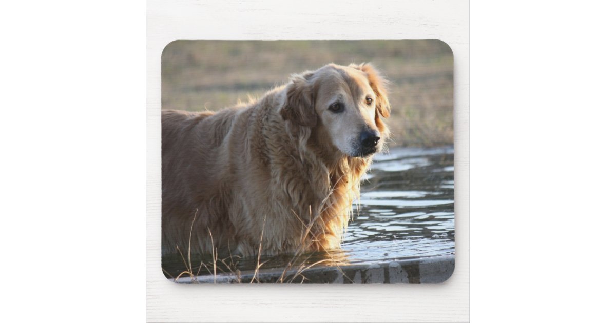 Golden Retriever in Water Mouse Pad | Zazzle