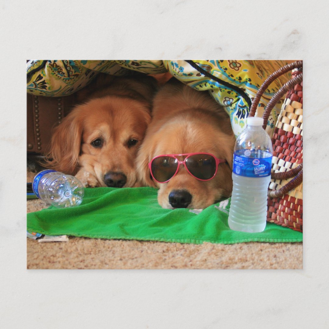 Golden Retriever Indoor Picnic Postcard | Zazzle