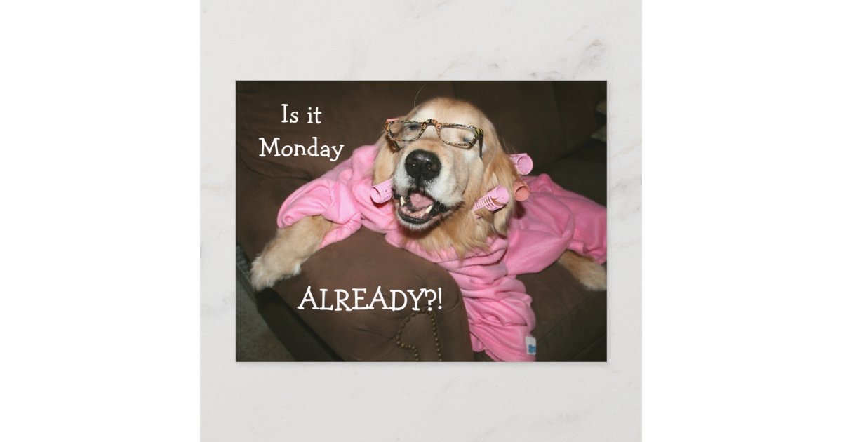 Golden Retriever Is It Monday Already Postcard | Zazzle