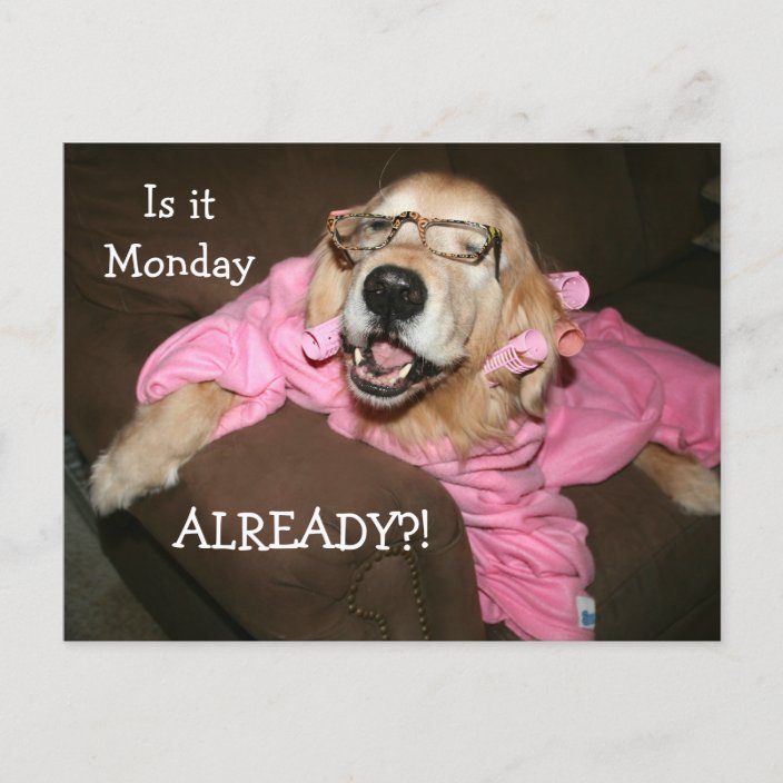 Golden Retriever Is It Monday Already Postcard | Zazzle.com