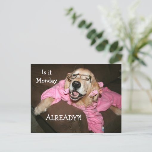 Golden Retriever Is It Monday Already Postcard | Zazzle
