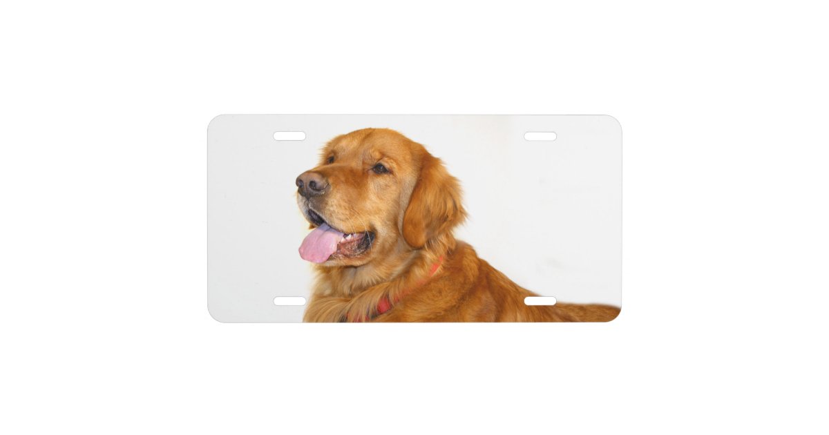 Golden retriever license plate | Zazzle