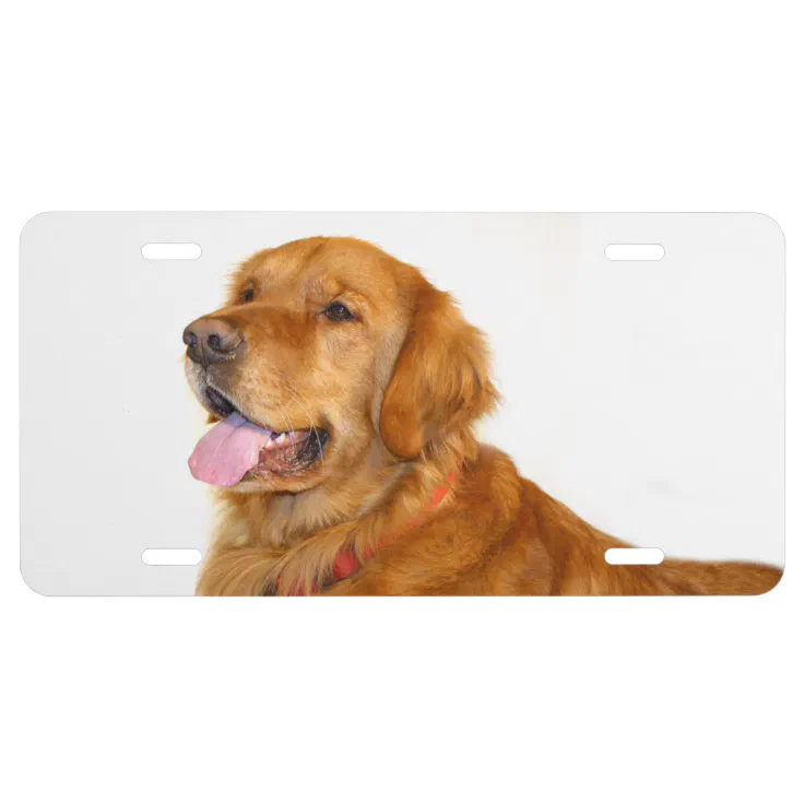 Golden retriever license plate | Zazzle