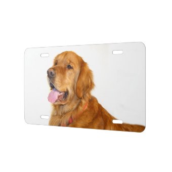 Golden retriever license plate | Zazzle