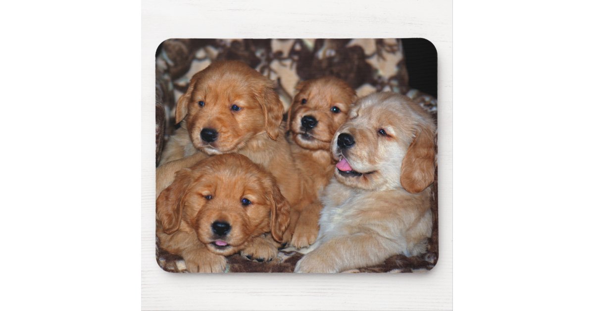 Golden Retriever Litter Mouse Pad | Zazzle