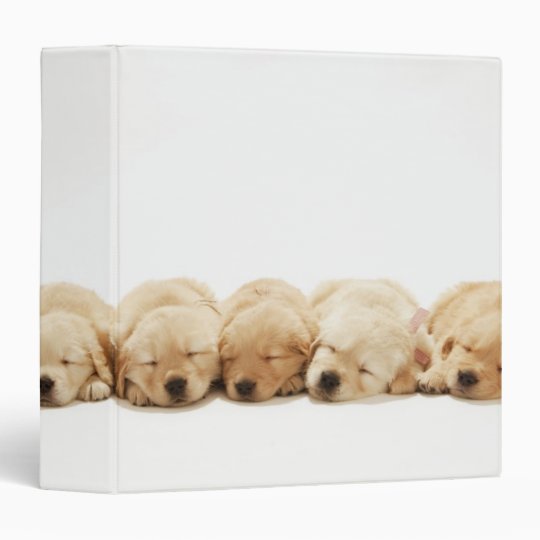 Golden Retriever Puppies Binder | Zazzle.com
