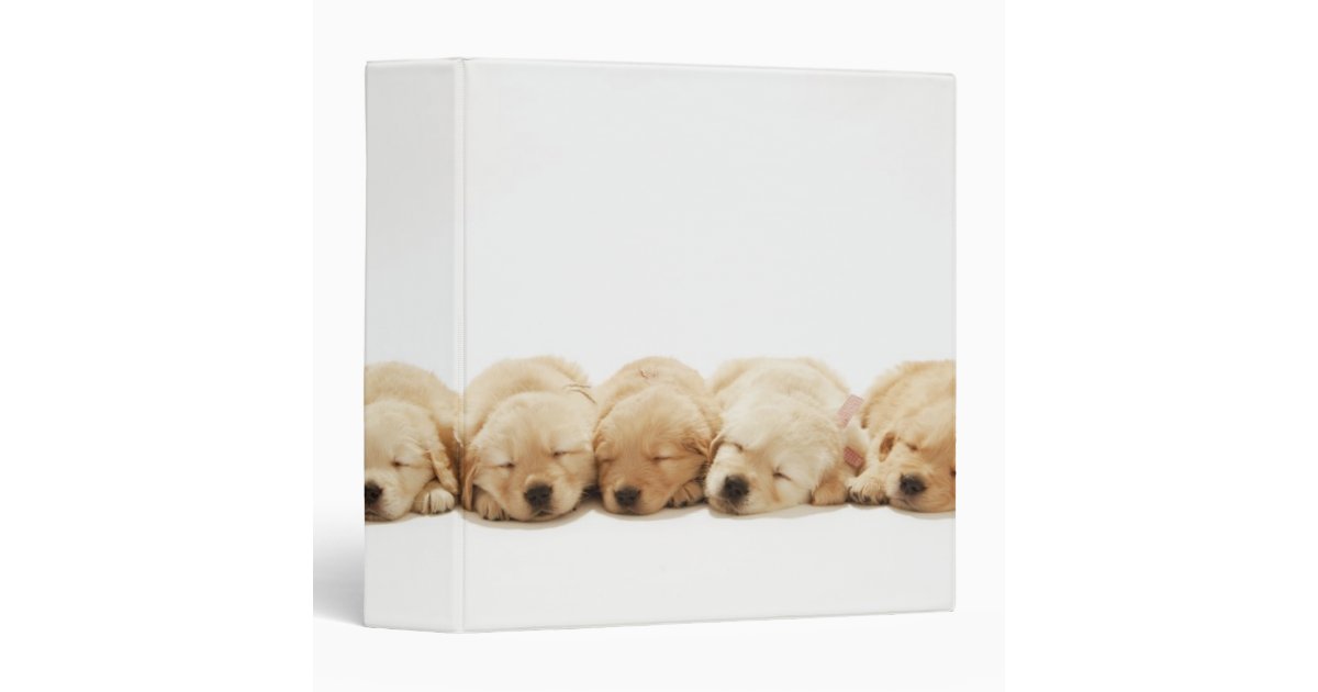 Golden Retriever Puppies Binder | Zazzle