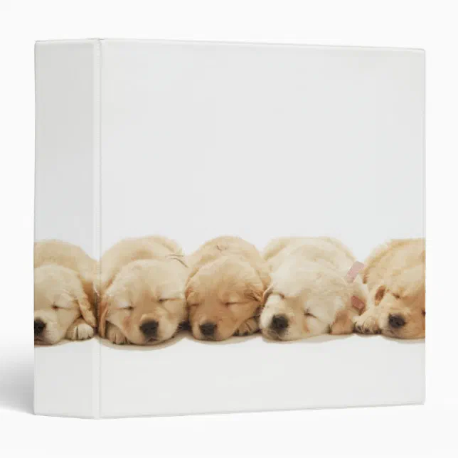 Golden Retriever Puppies Binder | Zazzle