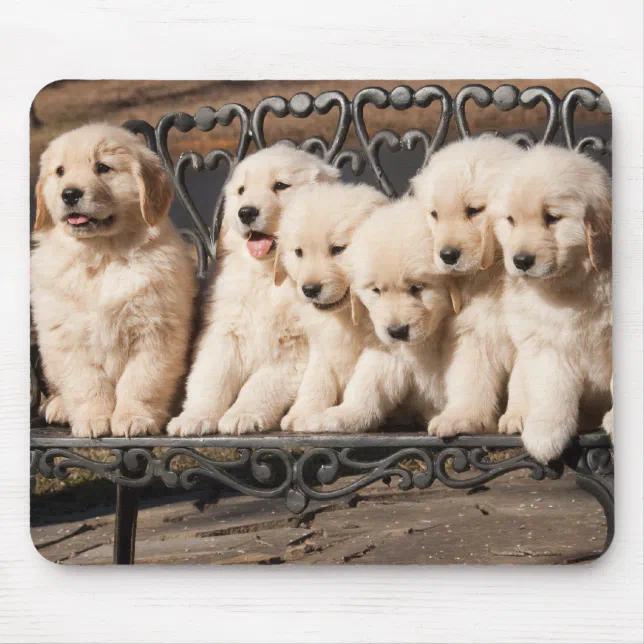 Golden Retriever Puppies Mouse Pad | Zazzle