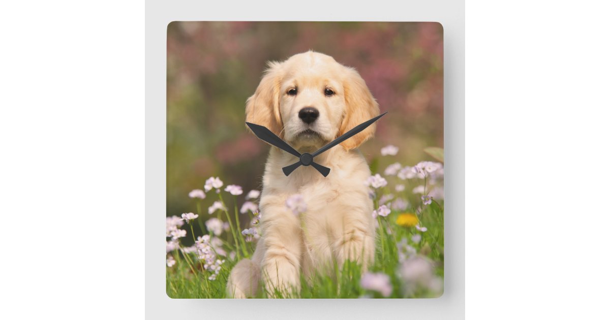 Golden Retriever puppy a cute Goldie Square Wall Clock | Zazzle