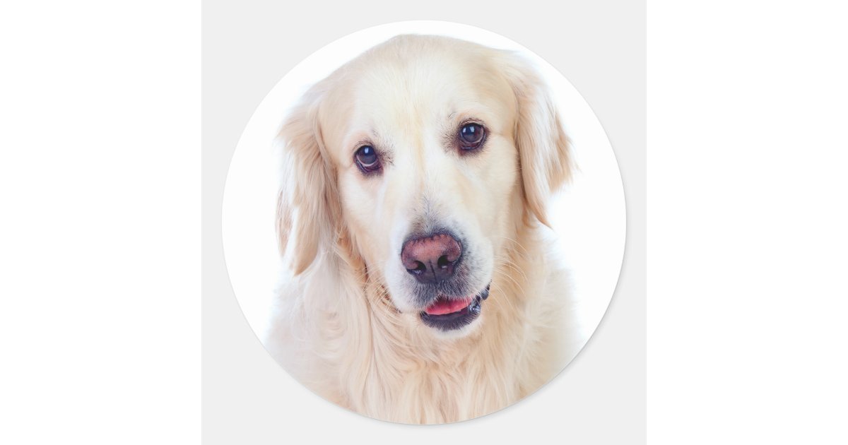 Golden Retriever Puppy Dog - Hello Love Classic Round Sticker | Zazzle