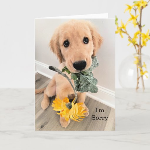 Golden Retriever Puppy Dog I'm Sorry Apology Card | Zazzle