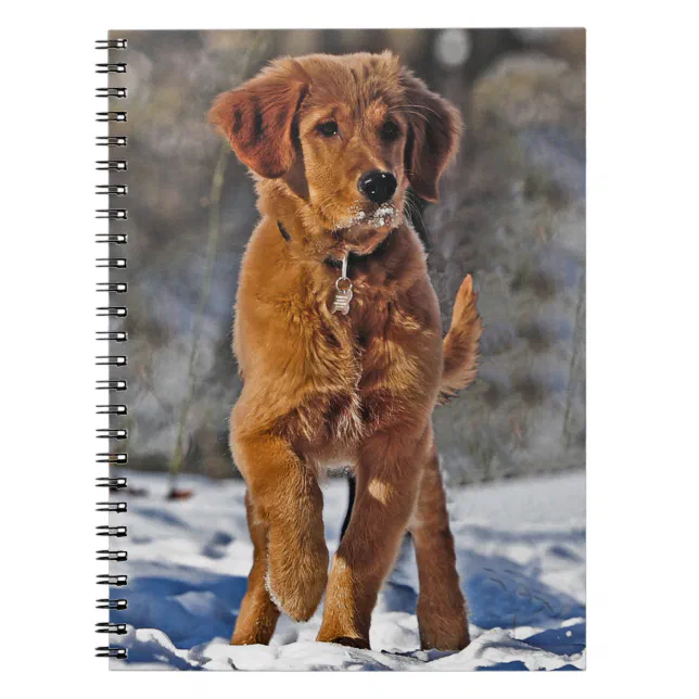 Golden Retriever Puppy Dog in the snow Notebook | Zazzle