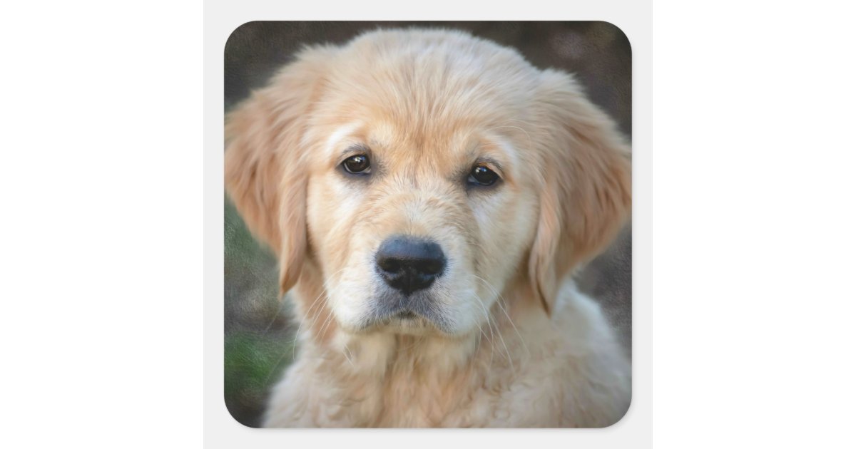 Golden Retriever Puppy Square Sticker | Zazzle