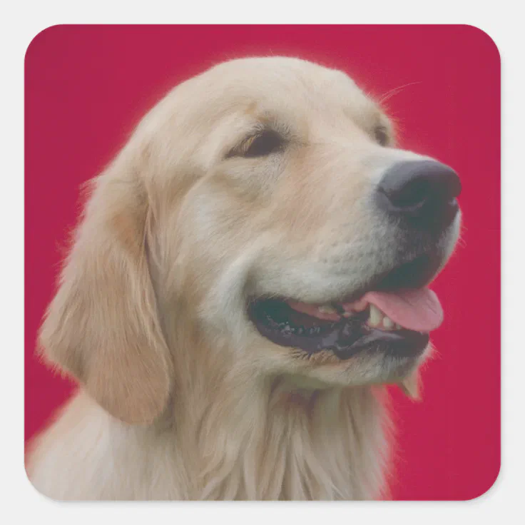 Golden Retriever Square Sticker | Zazzle