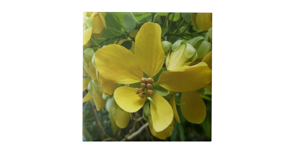 Golden Shower Tree Tropical Yellow Floral Ceramic Tile | Zazzle