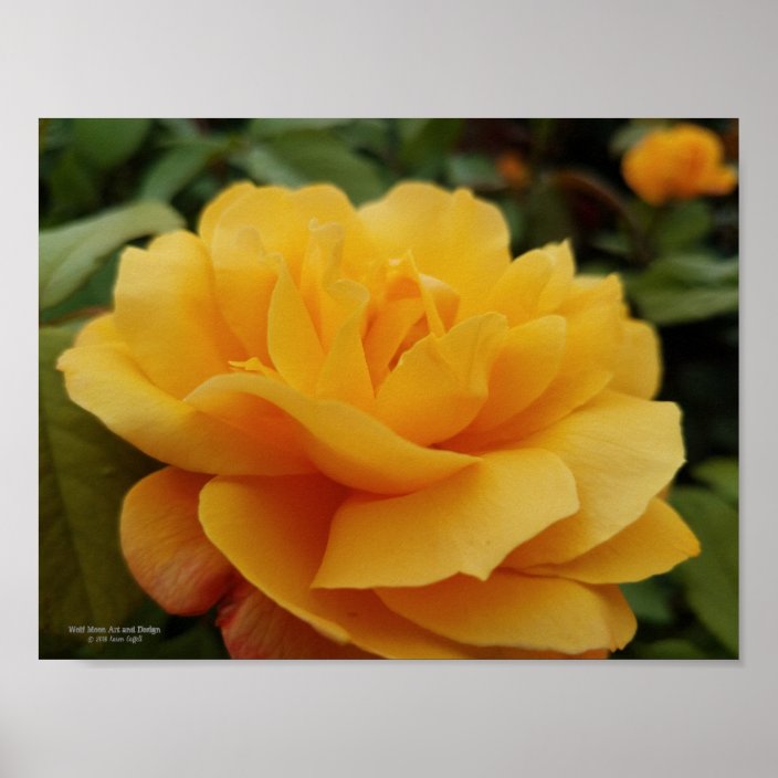 Golden Yellow Rose Blossom Flower Photo Poster | Zazzle.com