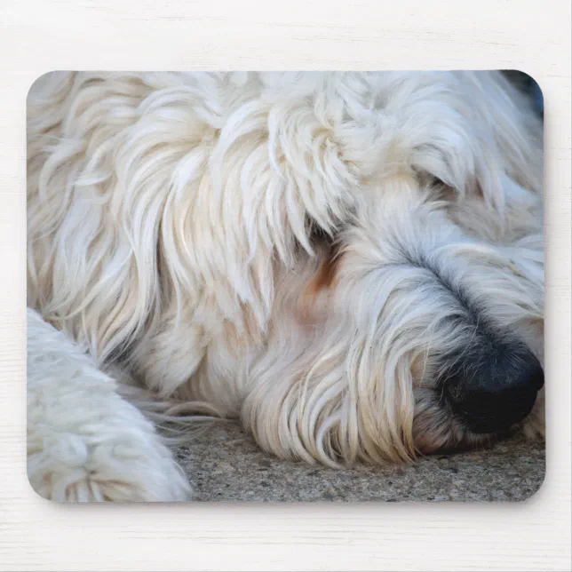 Goldendoodle background mouse pad | Zazzle